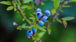 27 Different Types of Blueberries For Your Garden