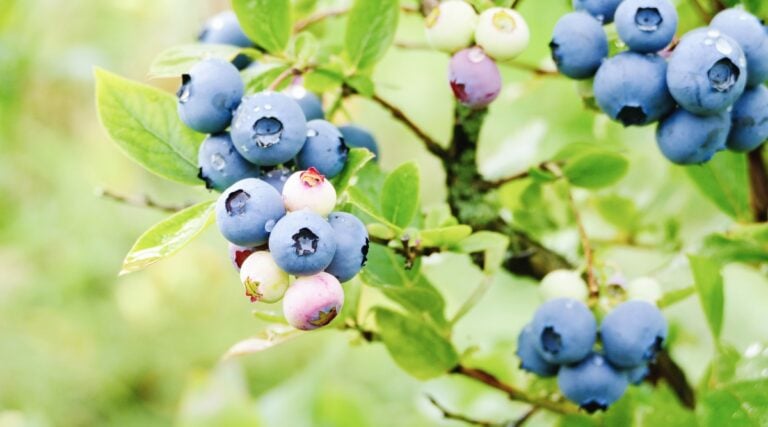 27 Different Types of Blueberries For Your Garden