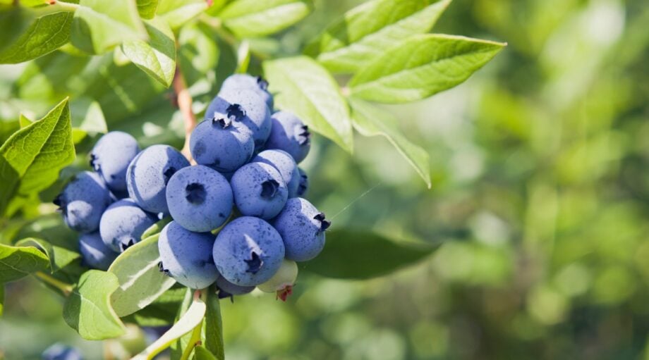 27 Different Types of Blueberries For Your Garden