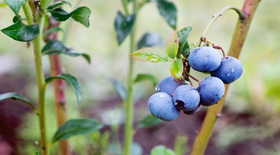 27 Different Types of Blueberries For Your Garden