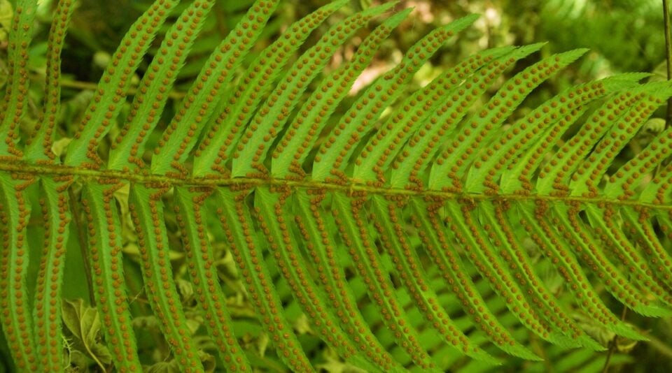 How to Plant, Grow, and Care For Sword Ferns