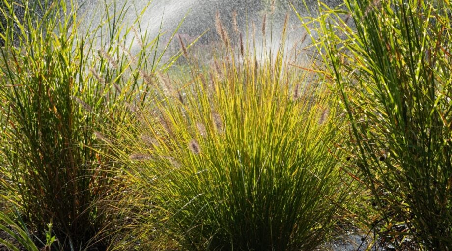 How to Plant, Grow, and Care for Prairie Dropseed