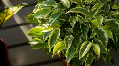 31 Common Houseplants To Avoid if You Have Pets