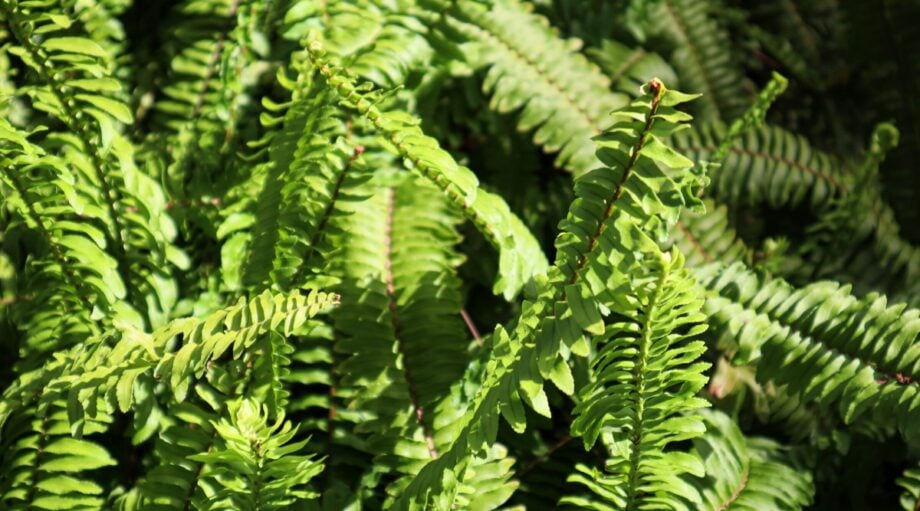 How to Plant, Grow, and Care For Sword Ferns