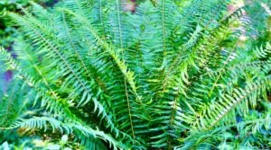 How to Plant, Grow, and Care For Sword Ferns