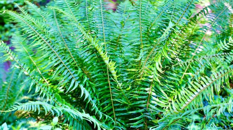 How to Plant, Grow, and Care For Sword Ferns
