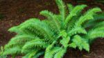 How to Plant, Grow, and Care For Sword Ferns