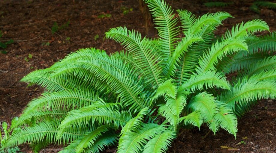 How to Plant, Grow, and Care For Sword Ferns