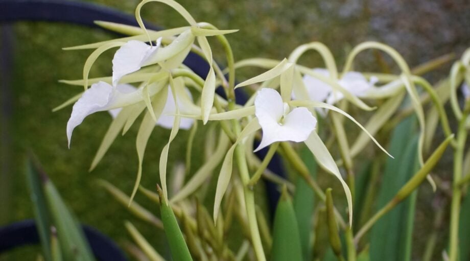 How to Grow and Care for Brassavola Orchids
