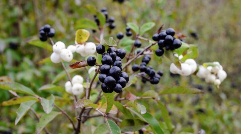 How to Plant, Grow, and Care for Elderberry Shrubs