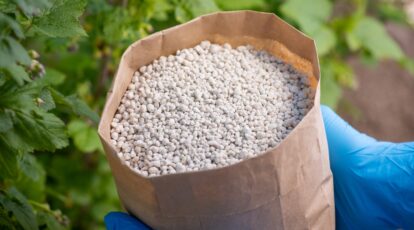 How to Plant, Grow, and Care for Blue Fescue