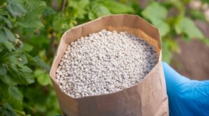 How to Plant, Grow, and Care for Winterberry Holly