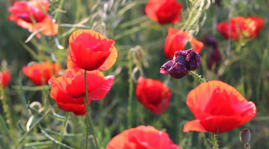 How to Plant, Grow, and Care for Poppies