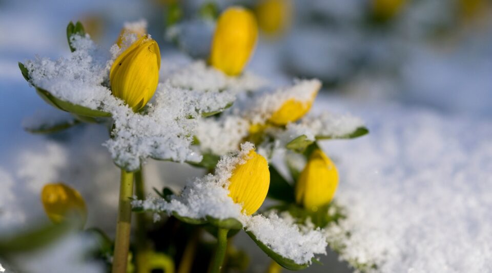 How to Plant, Grow, and Care for Winter Aconite