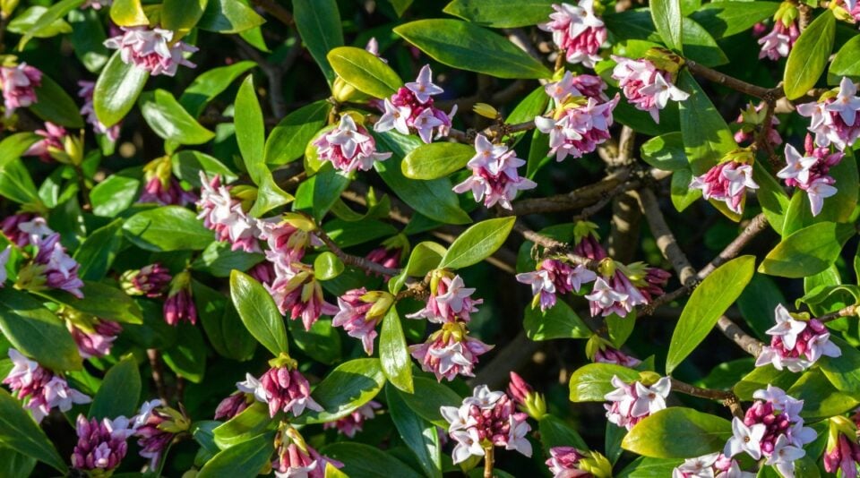 Winter Garden Ideas: 25 Tips for a Stunning Wintertime Garden