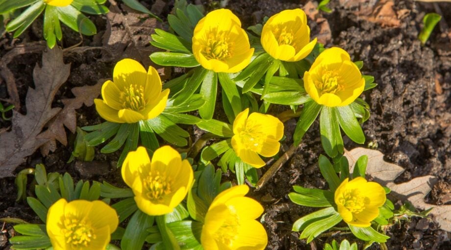 How to Plant, Grow, and Care for Winter Aconite