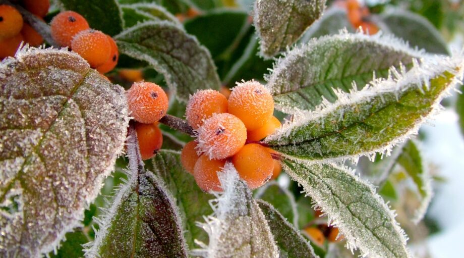How to Plant, Grow, and Care for Winterberry Holly