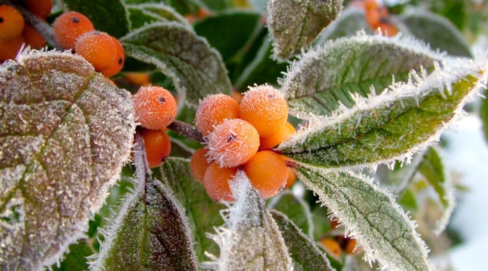 How to Plant, Grow, and Care for Winterberry Holly