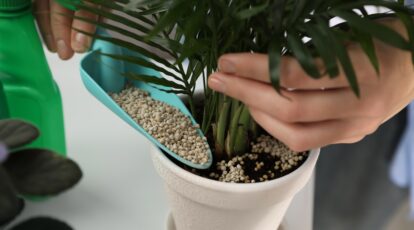 Houseplant Fertilizers: A Beginner's Guide