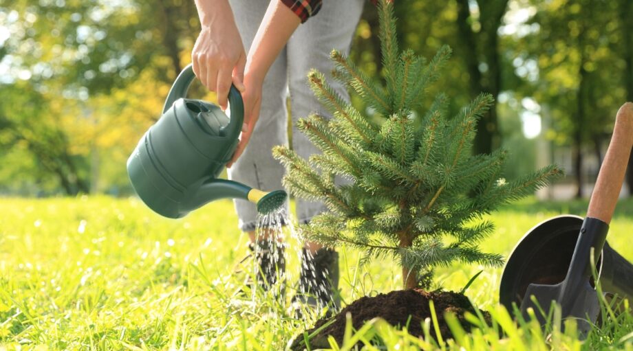 How to Choose, Care for, and Plant a Live Christmas Tree
