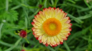 35 Best Flowers to Grow in A Cutting Garden for Beautiful Bouquets