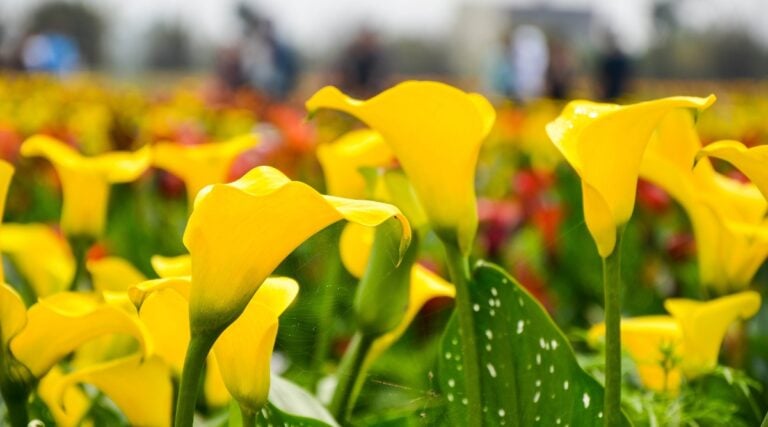 How to Plant, Grow, and Care for Calla Lilies