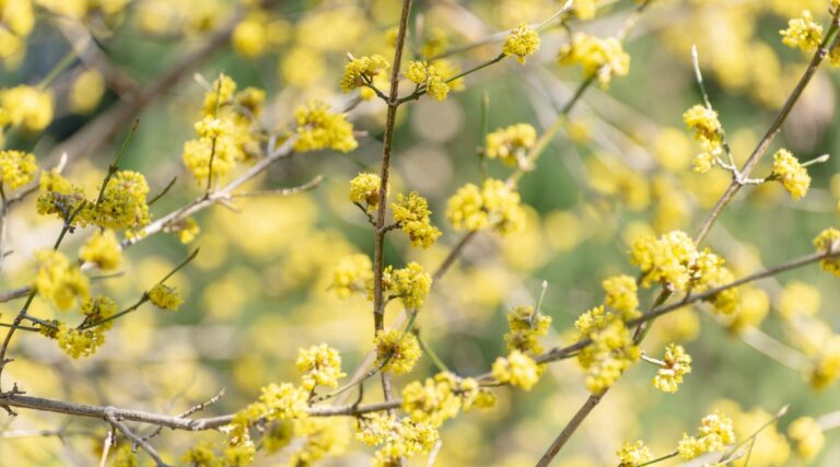 How to Plant, Grow, and Care for Spicebush