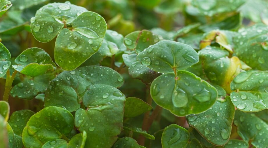 How to Plant, Grow, and Care for Ruby Buckwheat