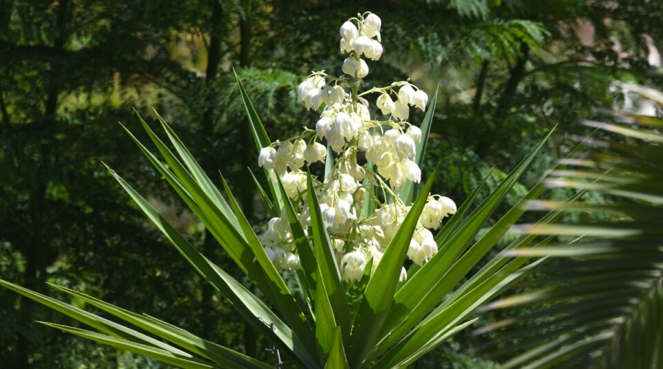 27 Drought-Tolerant Perennial Flowers for Dry Gardens