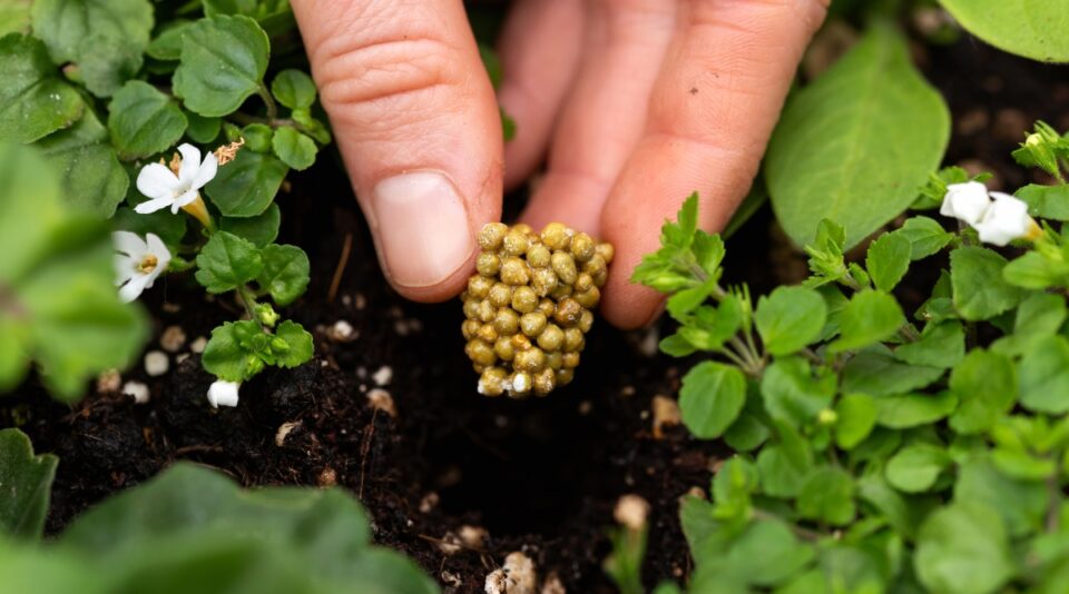 How To Plant Grow And Care For Mock Orange