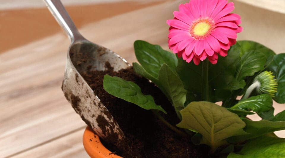 How to Plant, Grow, and Care For Gerbera Daisies