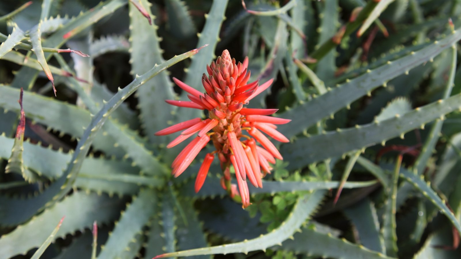 Do Aloe Vera Plants Bloom?