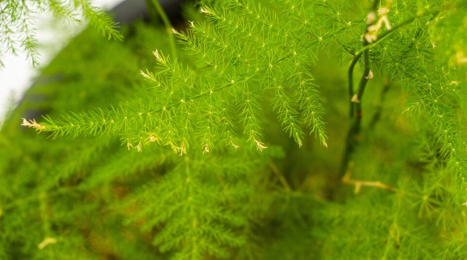 How to Plant, Grow, and Care for Asparagus Ferns