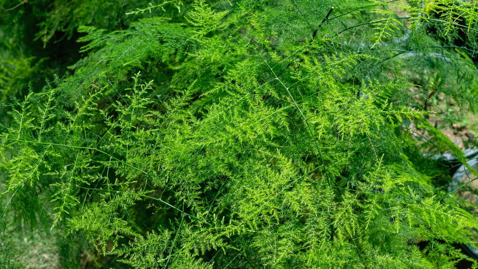 How to Plant, Grow, and Care for Asparagus Ferns