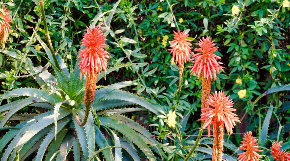 Do Aloe Vera Plants Bloom? – Nature's Gateway