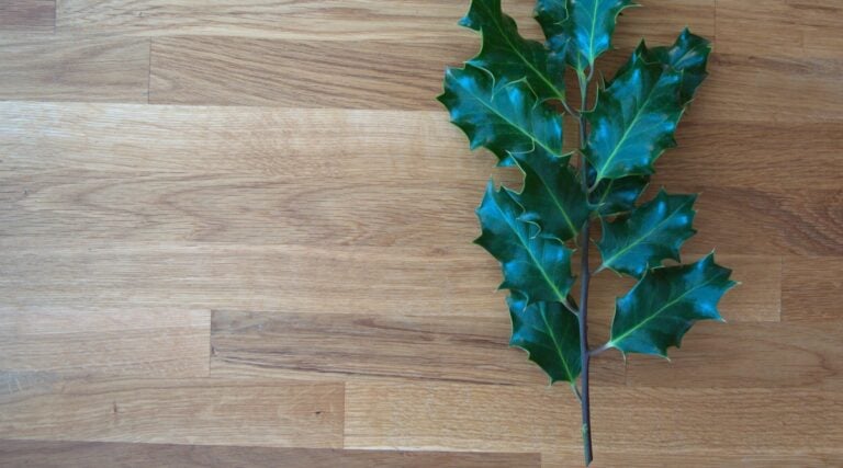 How to Plant, Grow, and Care for Blue Holly