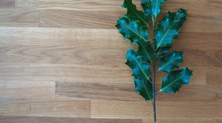 How to Plant, Grow, and Care for Blue Holly