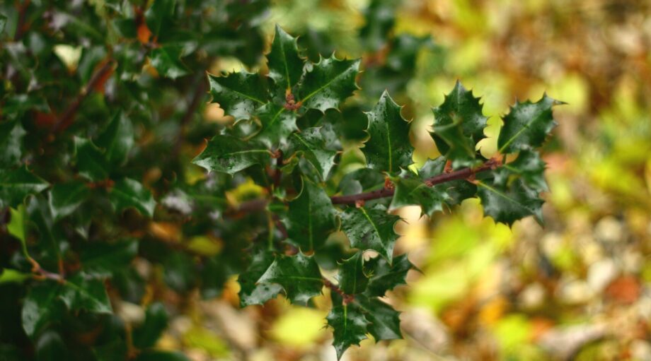 How to Plant, Grow, and Care for Blue Holly