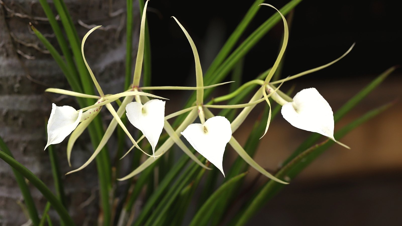 How to Grow and Care for Brassavola Orchids