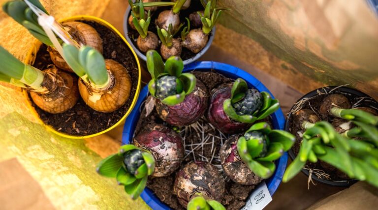 How to Grow Potted Bulbs Indoors