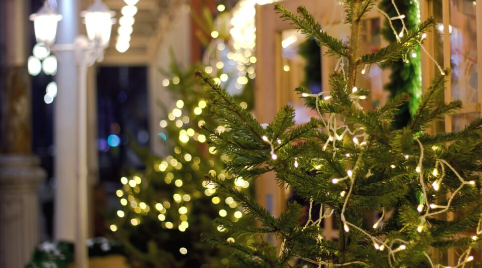 How to Choose, Care for, and Plant a Live Christmas Tree
