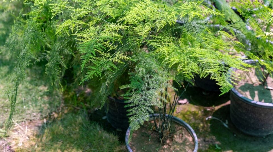 How to Plant, Grow, and Care for Asparagus Ferns