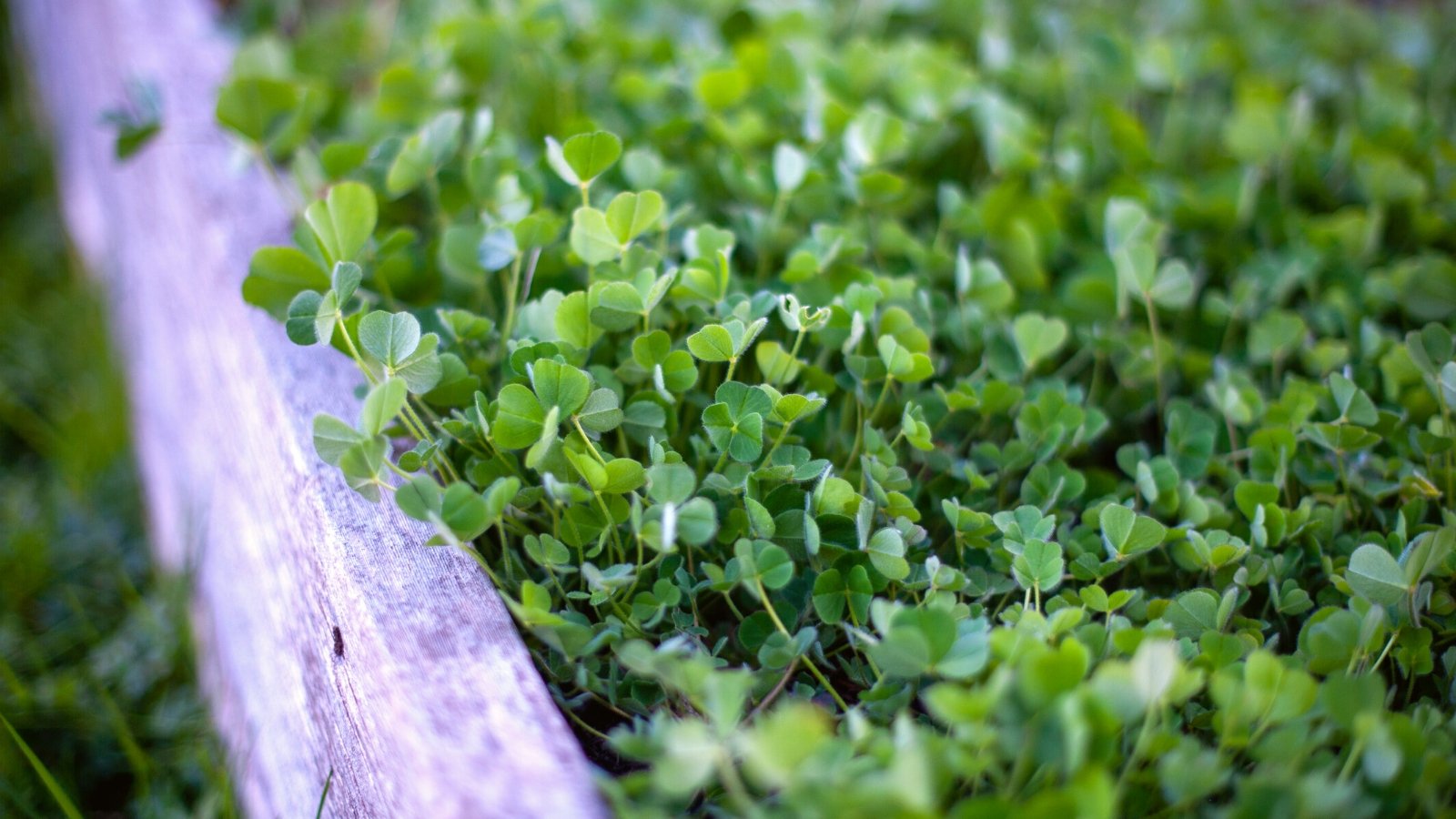 Cover Crop Benefits: How Cover Cropping Works
