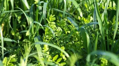 Cover Crop Benefits: How Cover Cropping Works