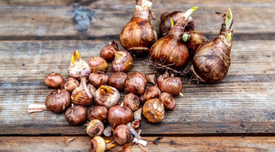 How to Grow Potted Bulbs Indoors
