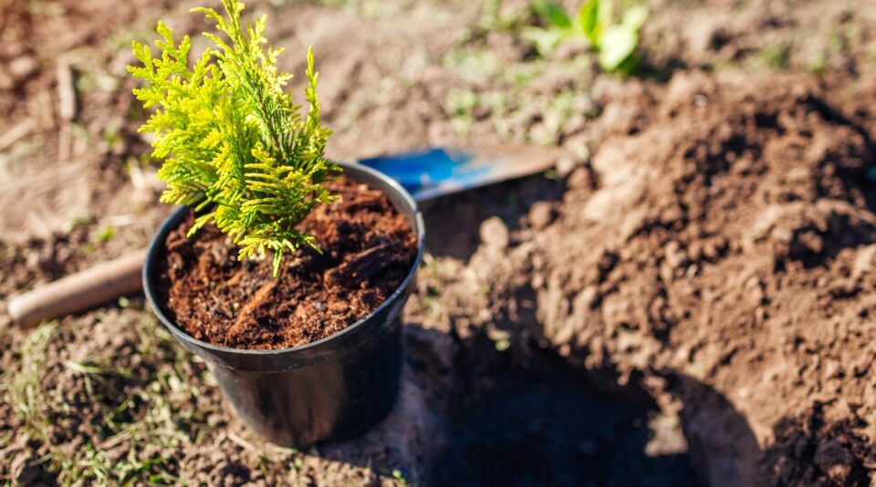 How to Plant, Grow, and Care for Lemon Cypress Trees – Nature's Gateway