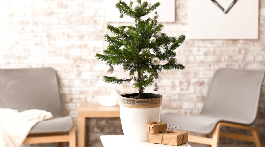 How to Choose, Care for, and Plant a Live Christmas Tree