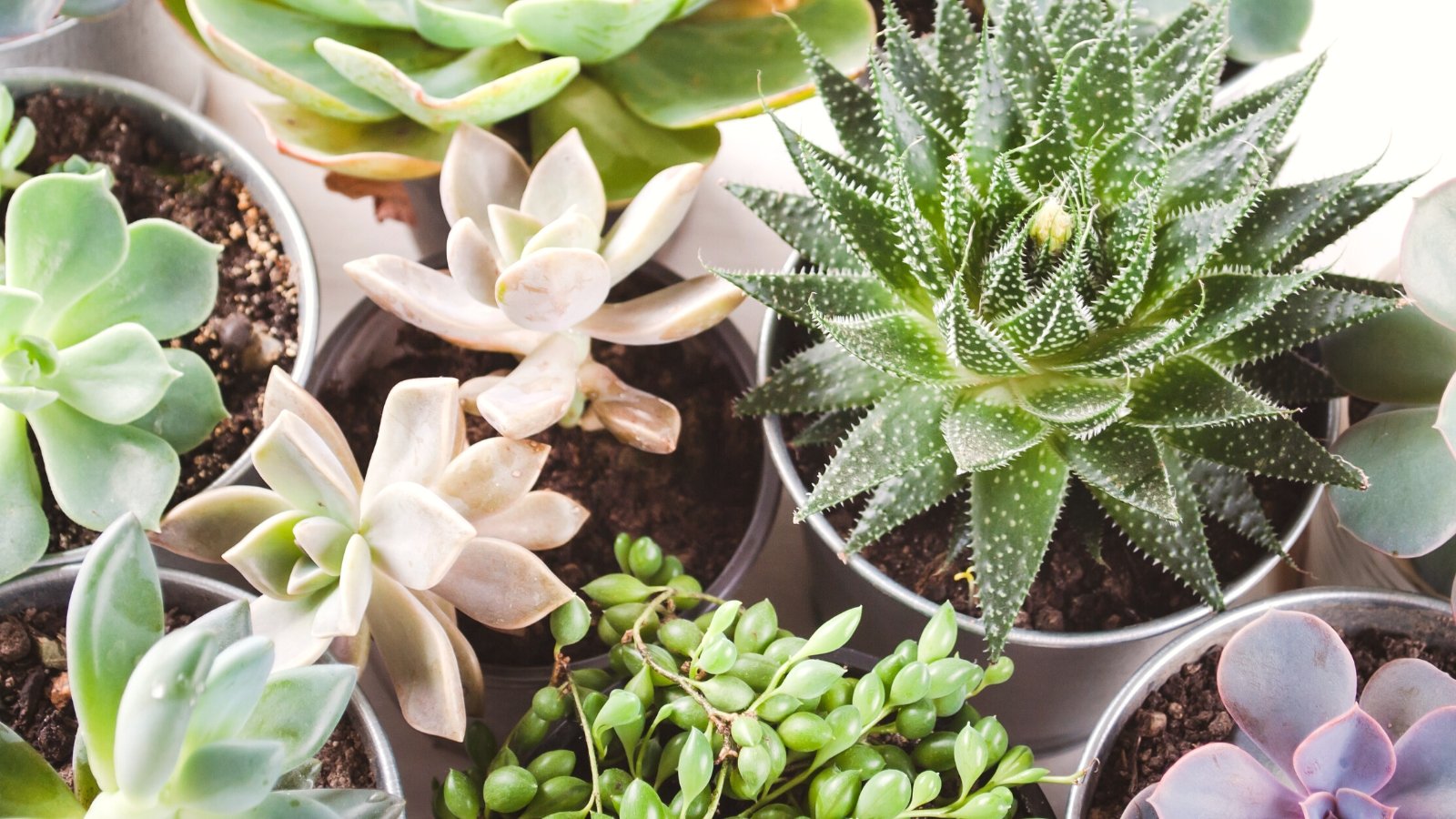 27 Easy To Grow Succulents for Beginners
