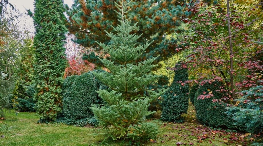 Winter Garden Ideas: 25 Tips for a Stunning Wintertime Garden