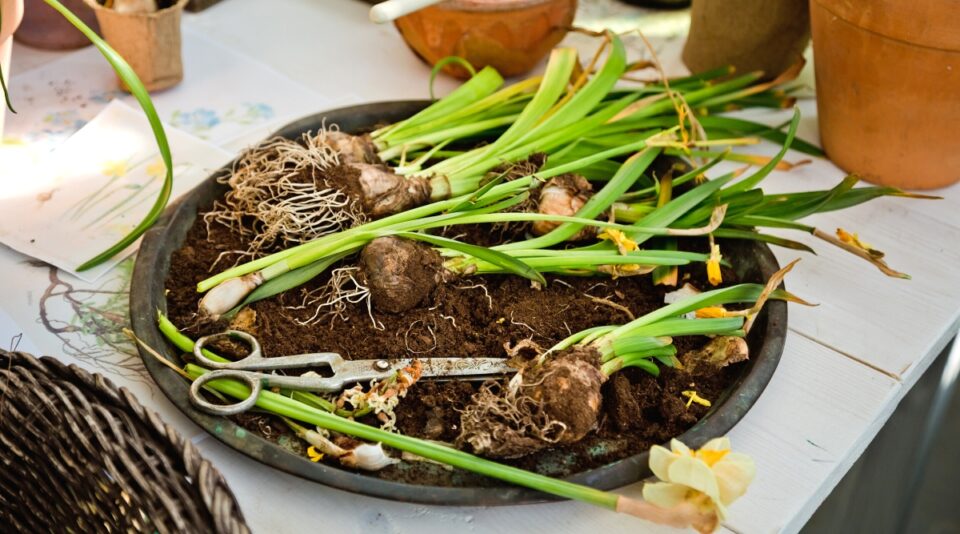 How to Grow Potted Bulbs Indoors